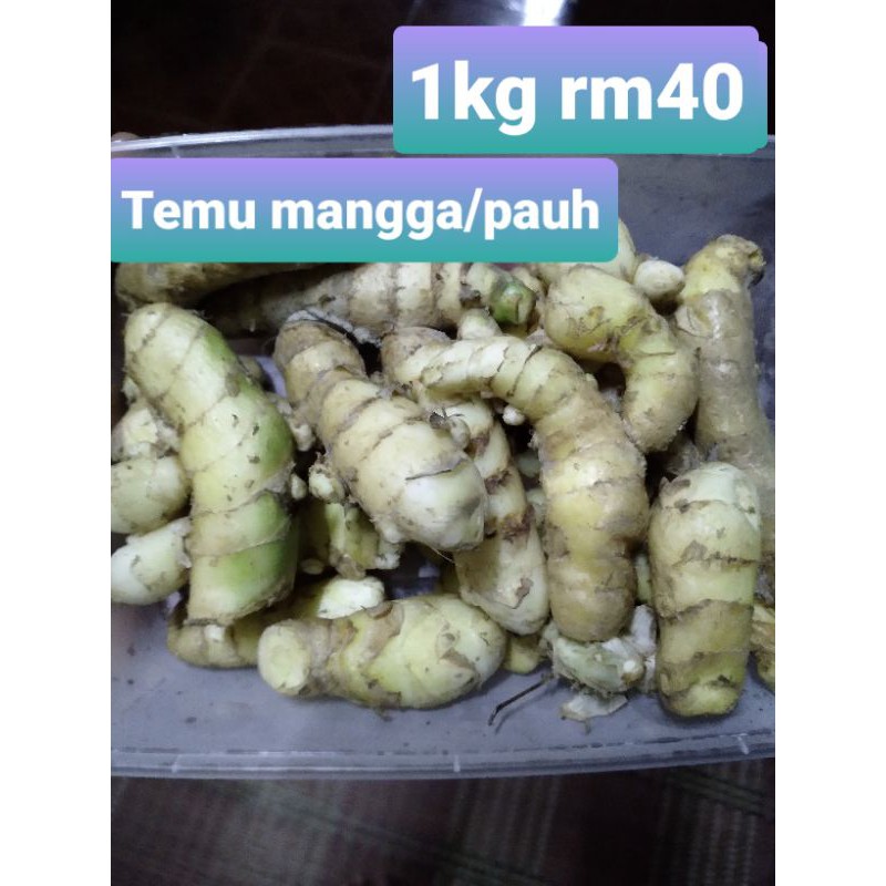 1kg Rizum temu mangga/pauh untuk anak benih dan jamu tradisional ...