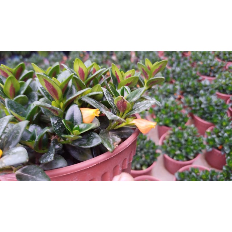 Anak Pokok Bunga Ikan Emas Cantik Pokok Ikan Mas Gold Fish Live Plant ...