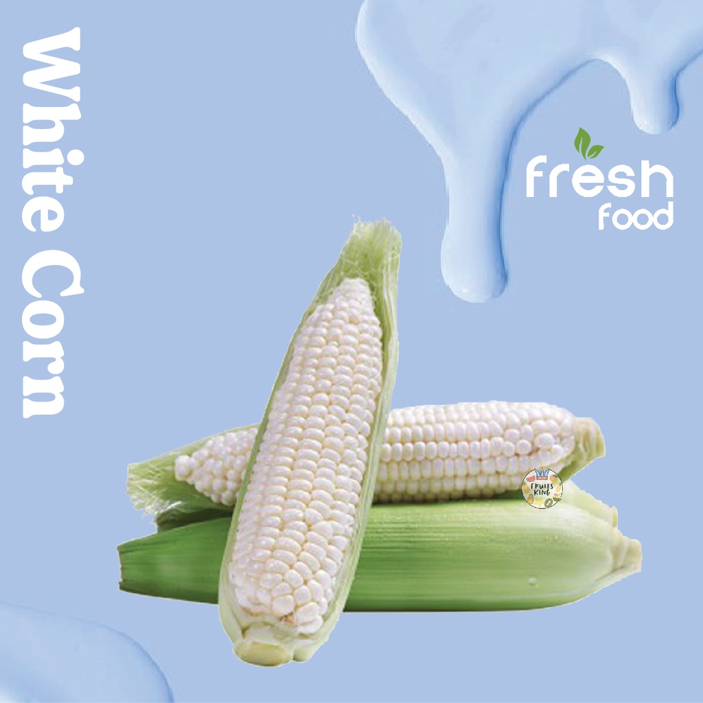 [ 3PCS / 6PCS ] - FRESH WHITE SWEET CORN FROM CAMERON HIGHLANDS/ JAGUNG ...