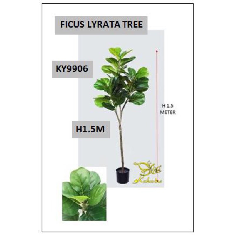 KY9906~>FICUS LYRATA TREE ~>🔥[READY STOCK]🔥 | Shopee Malaysia
