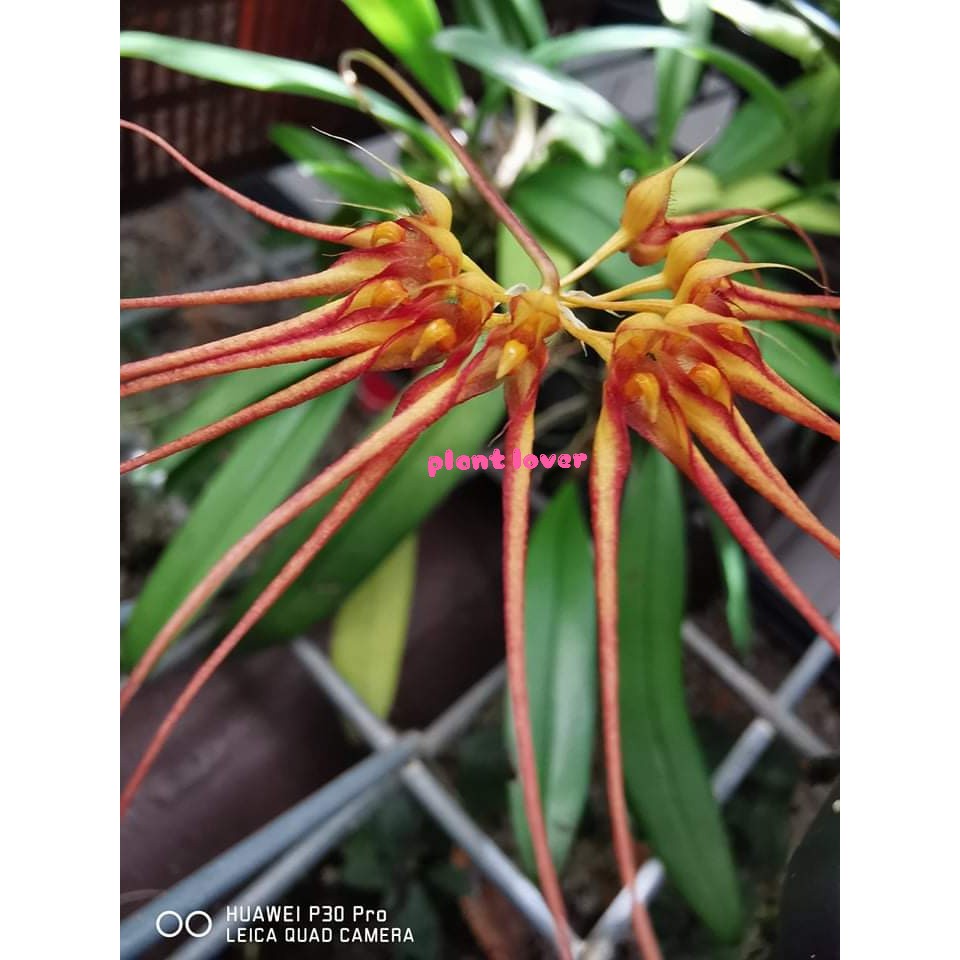 Orchid Bulbophyllum makoyanum x gracillimum (big clump) | Shopee Malaysia