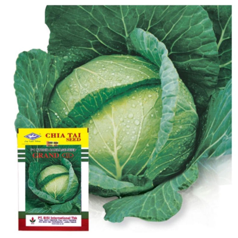 Hybrid Cabbage Seeds F1 Grand 11 Bide Cap Original Flying Boat 15 Grams ...