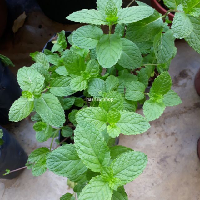 Seed Biji Benih Mint Herba Seeds Pudina Lemon Balm Herb Seed 100pcs ...
