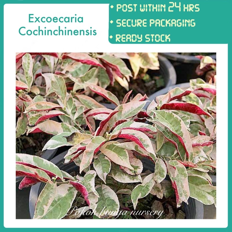 PBN - excoecaria cochinchinensis - pokok bunga nursery chinese croton ...