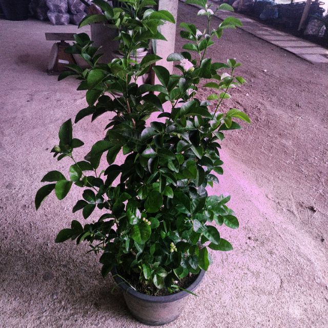 Pokok Kemuning Hitam | Shopee Malaysia