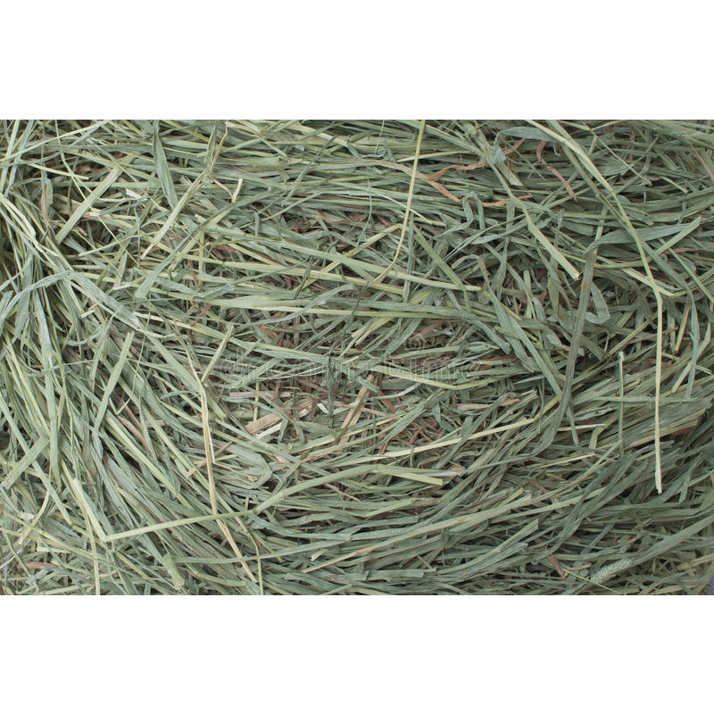 TIMOTHY HAY Rabbit/Prairie Dog/Guinea pig hay | Shopee Malaysia