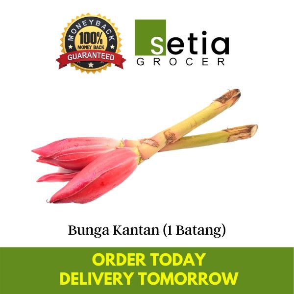 Bunga Kantan (1 Batang) | Shopee Malaysia