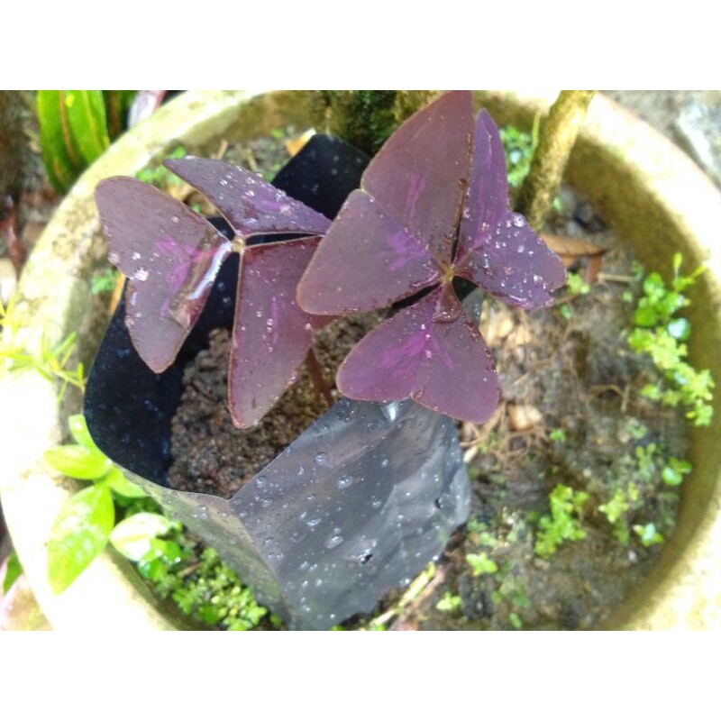 Oxalis Triangularis Plant / Pokok Rama-rama ungu By SWEETKYS💜🌱 | Shopee ...