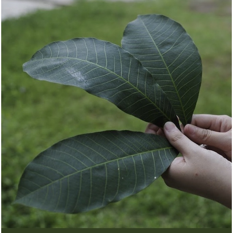 Daun Getah Gred A untuk buat Tapai Pulut | Shopee Malaysia