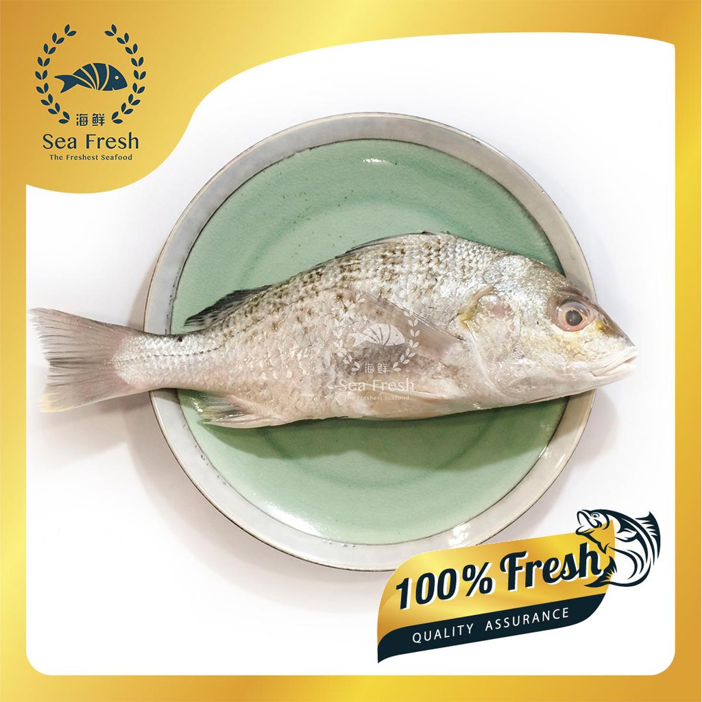 [Sea Fresh] Ikan Gerut | Grunter Fish | Fresh Frozen Seafood | Shopee ...