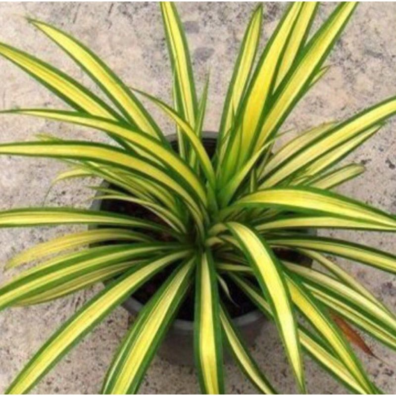 Pokok Pandan hiasan laman/ Spider plant/ Chlorophytum/ Pandan Kuning ...