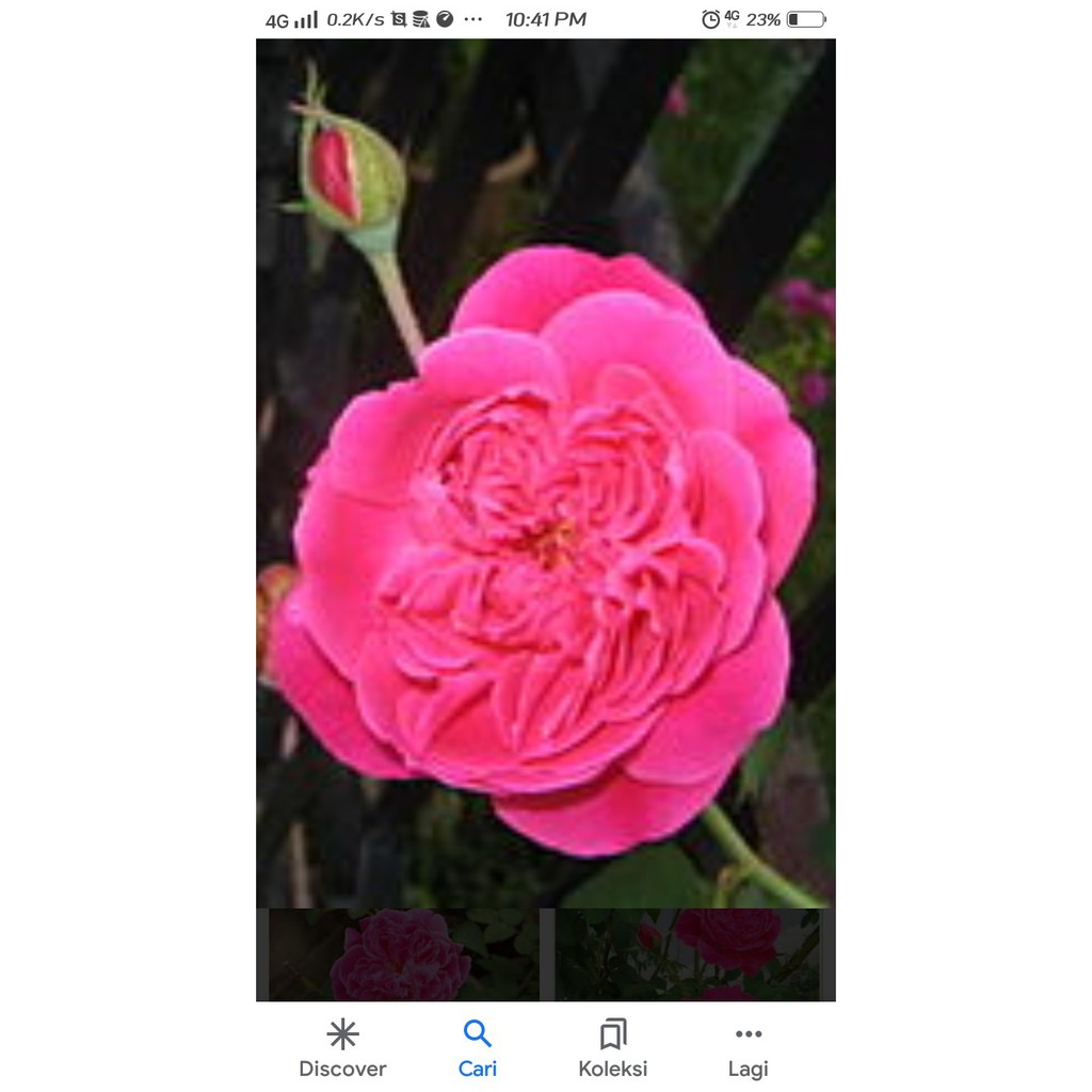 POKOK BUNGA ROSE ID Maggie ownroot besar almost 1.5meter | Shopee Malaysia