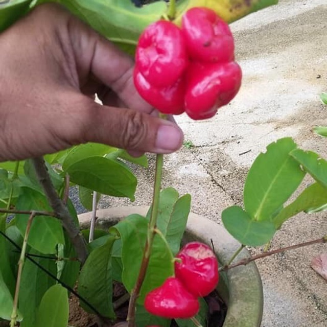 💥COMBO 4 POKOK 1 HARGA💥 POKOK JAMBU BERTIH,BIDARA EPAL, KASTURI DAN ...
