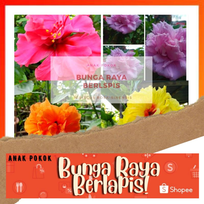 🌺 Bunga Raya Berlapis 🌺 Outdoor Plant/Real Live Plant | Shopee Malaysia