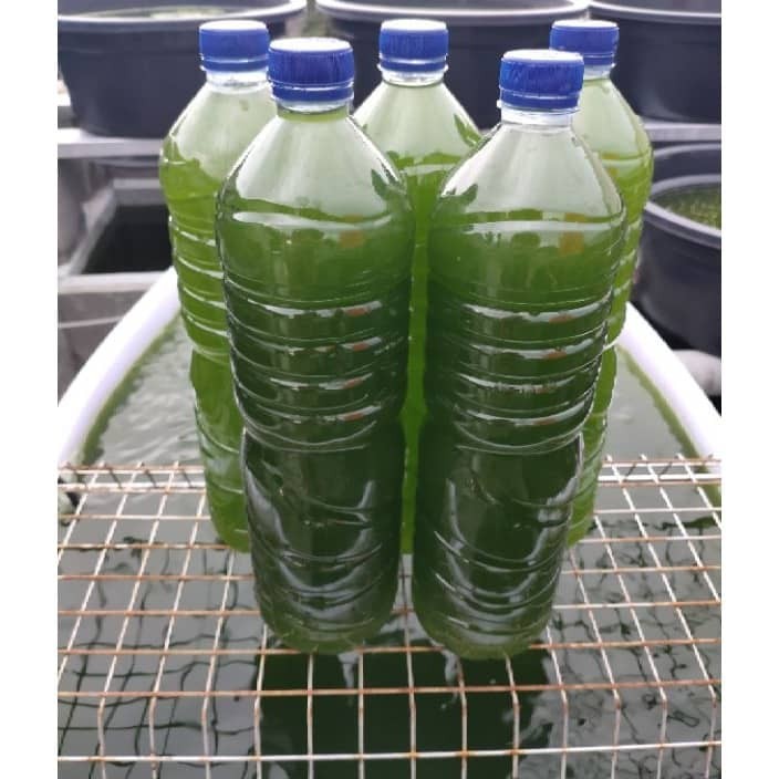 starter Air chlorella 500ml | Shopee Malaysia