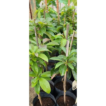 Avocado Booth7 Grafted | Shopee Malaysia