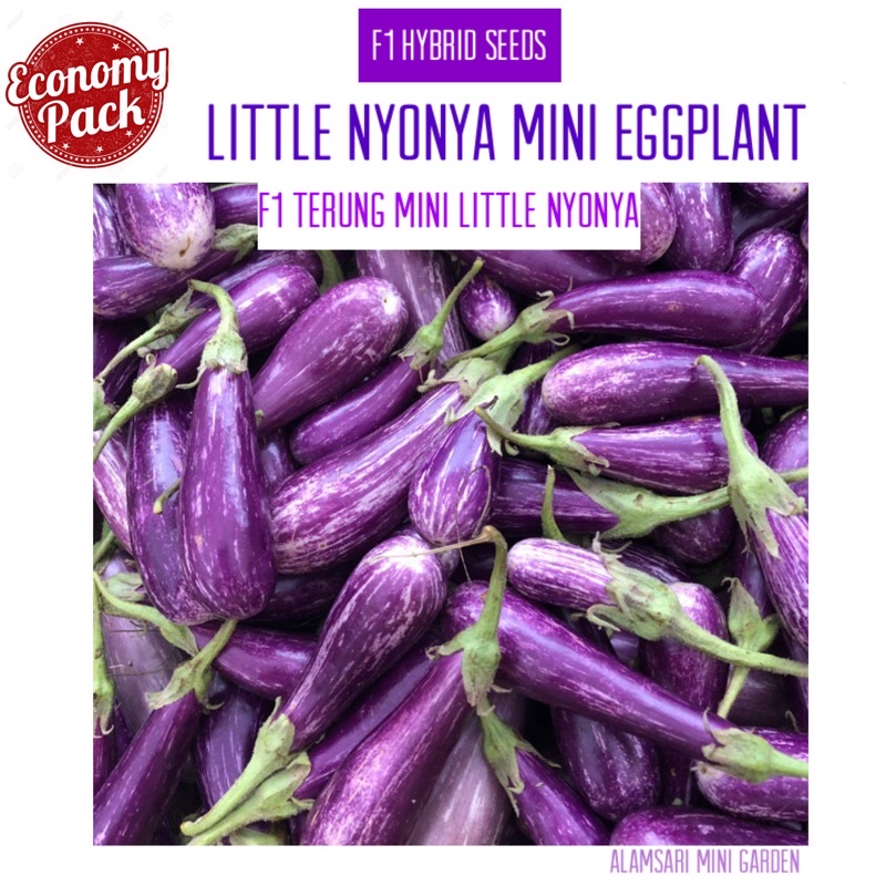 Biji Benih Terung Mini : 313 Terung Mini Little Nyonya(F1 Hybrid Little ...