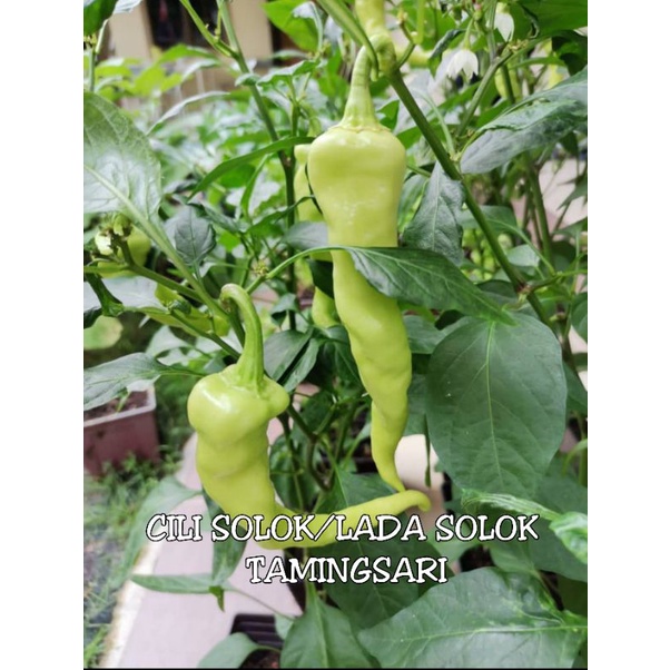 Benih Cili/Lada solok Kelantan/lada Solok Tamingsari | Shopee Malaysia