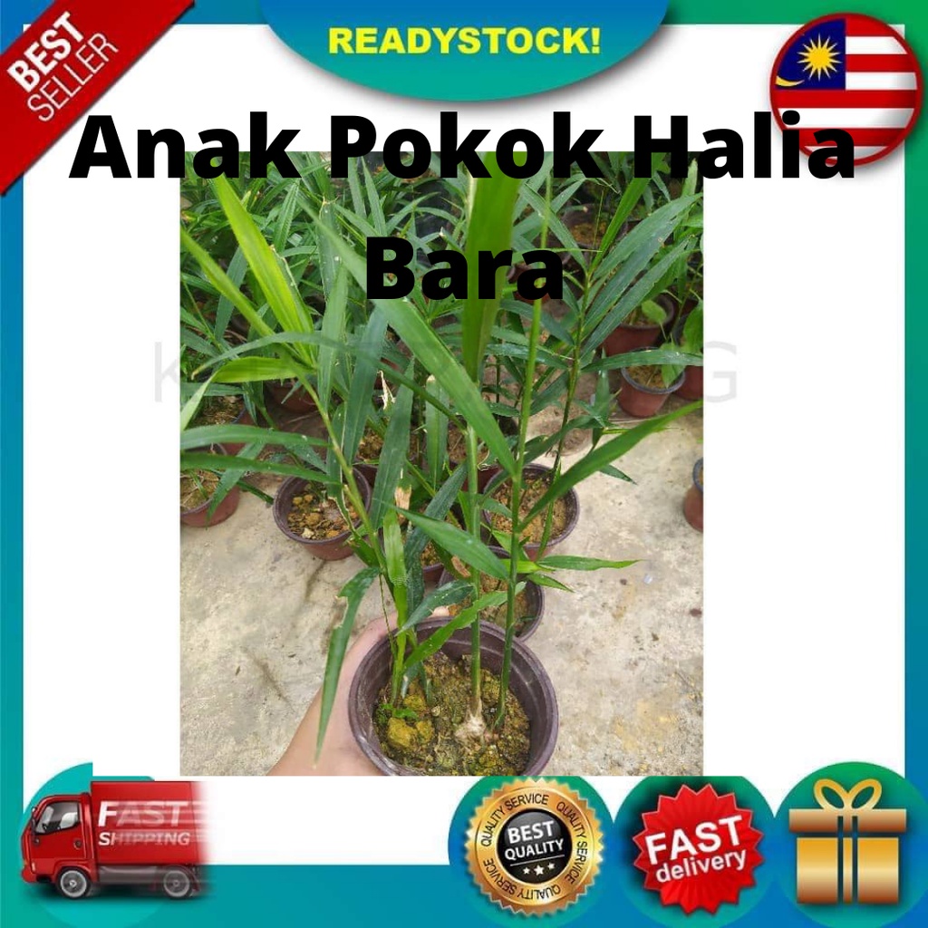 Halia bara /Anak pokok polybag | Shopee Malaysia