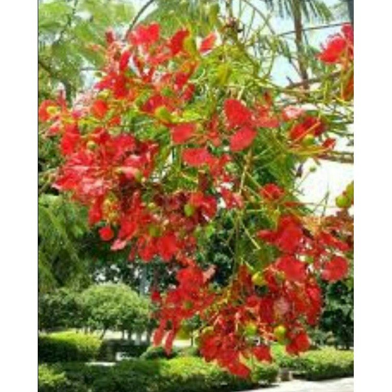 Biji benih pokok semarak api | Shopee Malaysia