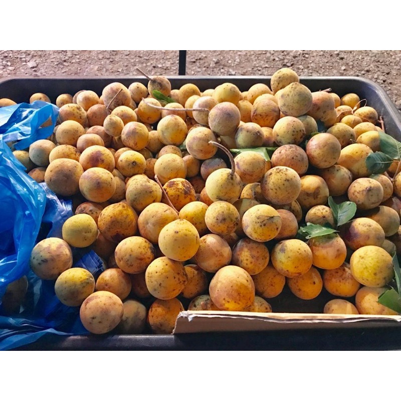 BUAH STEY MANIS / BUAH SETOI/SENTOL /BUAH STEI MASAM MANIS SEDAP 🔥 ...