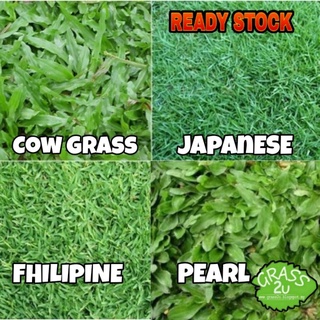 Pembekal Rumput Hidup / Carpet Grass / Rumput Japanese / Cow Grass ...