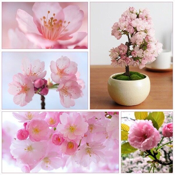 5pcs Sakura Seeds Garden Bonsai Tree Live Plant Beautiful Japanese ...
