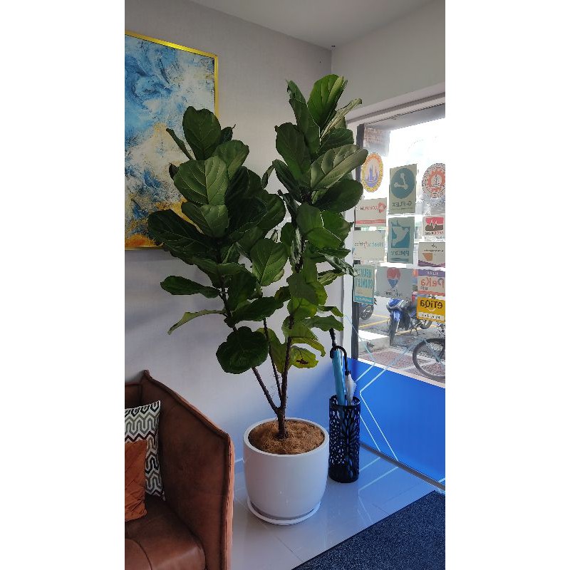 Indoor Plant (Hidup) : Ficus Lyrata 8ft + Pasu Seramik Putih + Pelapik ...
