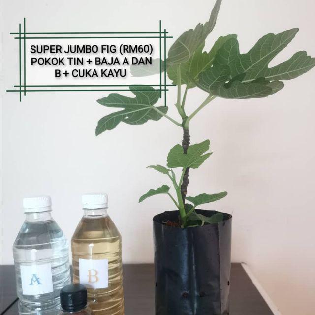 Fig tree/pokok tin/pokok syurga READY STOCK!! | Shopee Malaysia