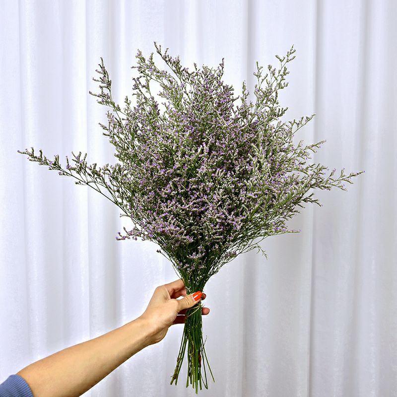 Lover Grass Dried Flower 1 Lover Grass Real Dried Flower 1 Bunch Limonium Belldifolium Home