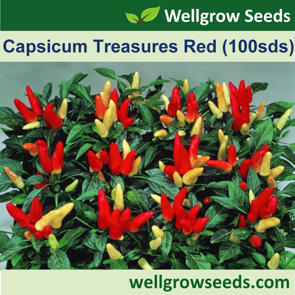 Capsicum Treasures Red (100sds) 观赏辣椒：宝物系列（红色）Vegetable Seeds Wellgrow ...