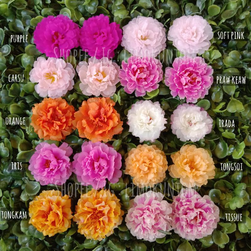 | CARNATION 2/2 | 42 ID | ROS JEPUN | JAPANESE ROSE | BUNGA JARI LIPAN ...