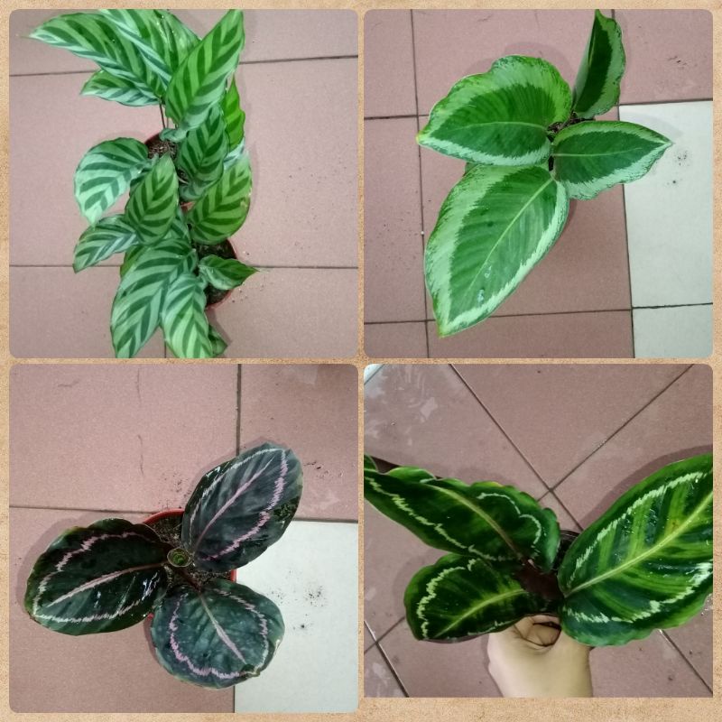 Pokok Calathea hidup (Assorted) | Shopee Malaysia