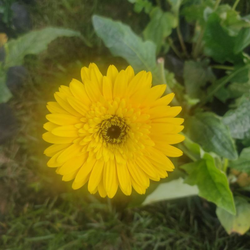 Anak Pokok Bunga Daisy Siam | Shopee Malaysia