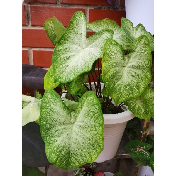 Caladium - Moonlight | Shopee Malaysia