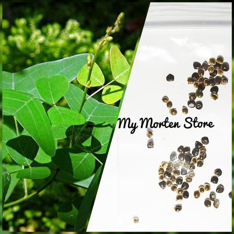 🔥Biji Benih Pokok Rerama / Christia Vespertilionis Seeds🔥 | Shopee Malaysia