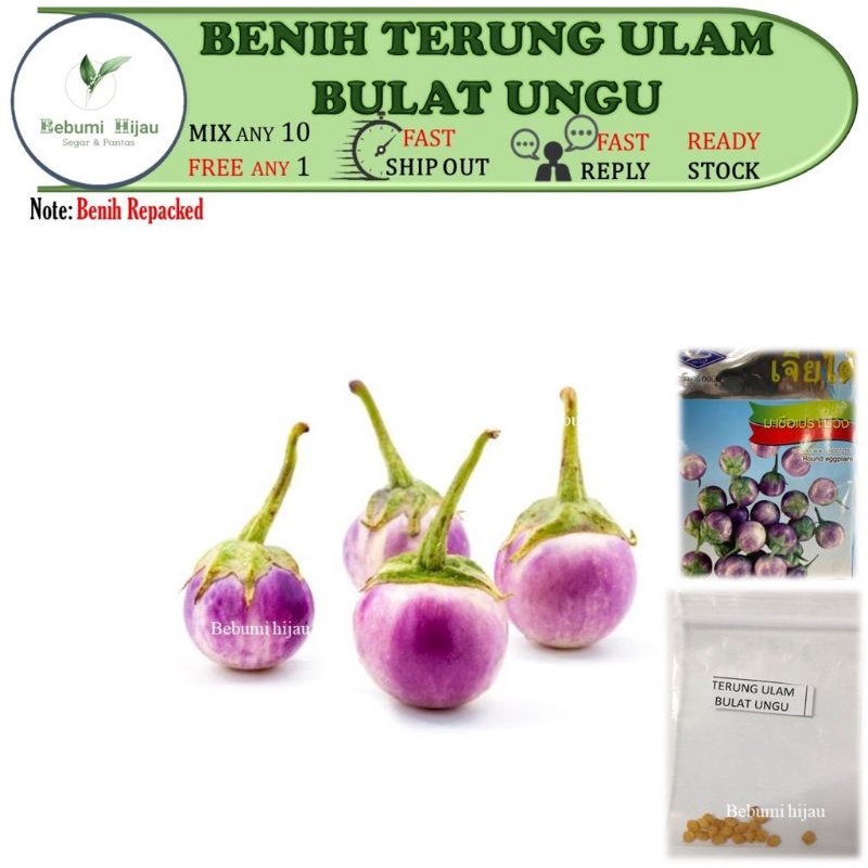 Pelbagai benih TERUNG BRINJAL Panjang Bulat Kedut Asam Ungu Hijau Putih ...