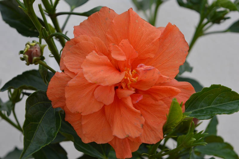 Anak Pokok Bunga Raya Orange Double Hibiscus | Shopee Malaysia