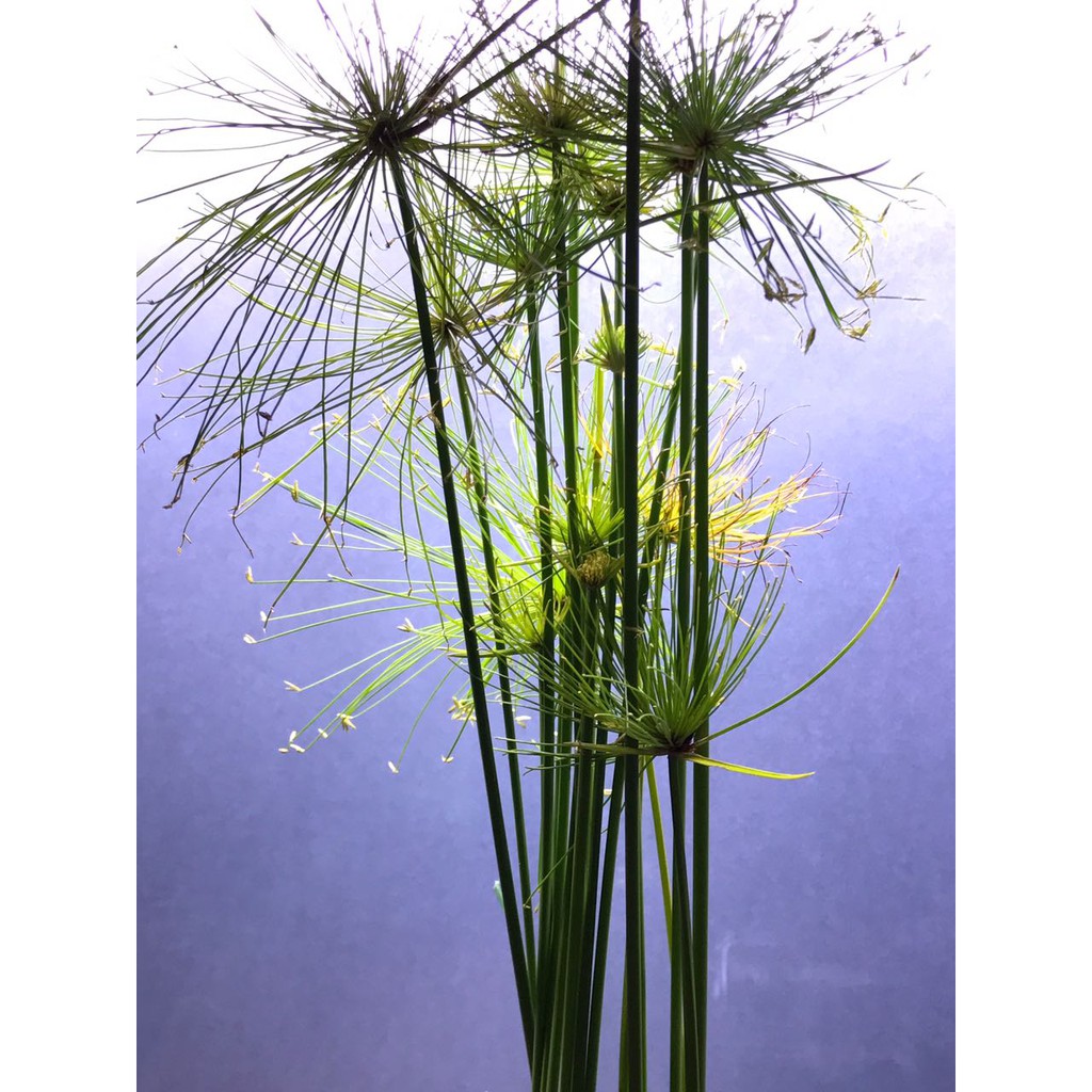 Cyperus Haspan | cyperus papyrus Pond , Terrarium Plant Pond Plant ...