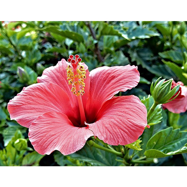 Grant Hibiscus 芙蓉葵花大红 20Pcs Biji Benih Besar Giant Bunga Raya Flower ...