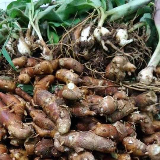 CEKUR / KENCUR /HALIA PASIR | Shopee Malaysia