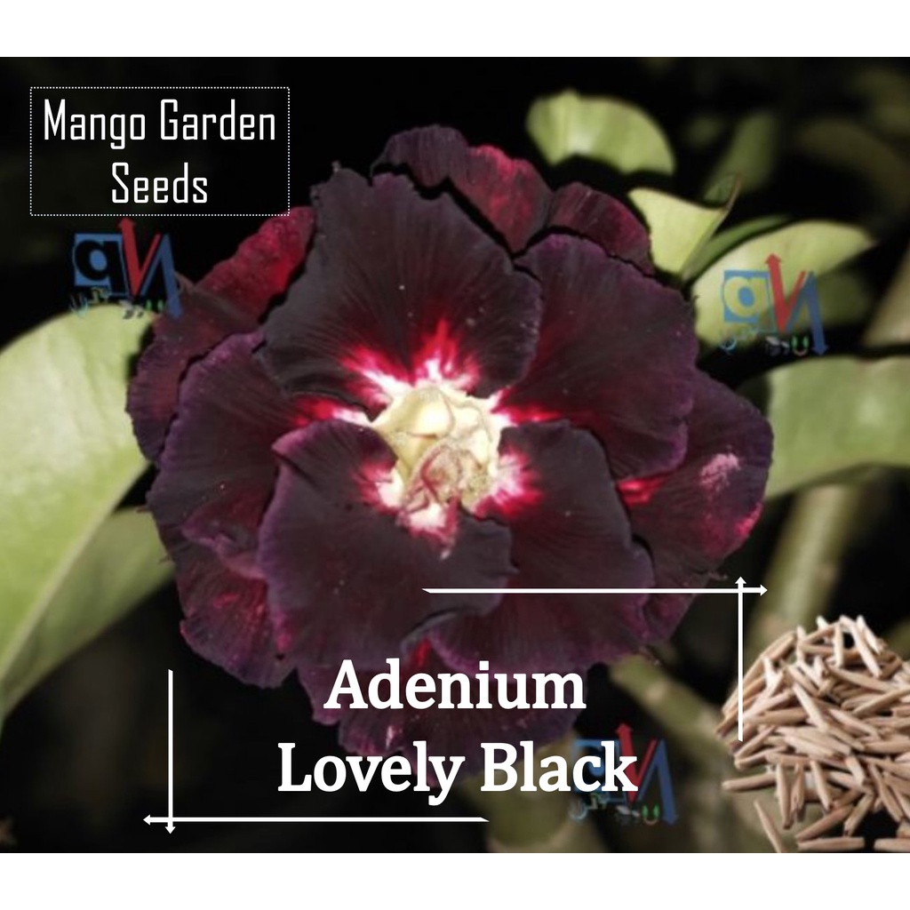 Lovely Black Adenium Flower Seeds - 2 Seed *Pot Friendly* Tanam Pasu ...