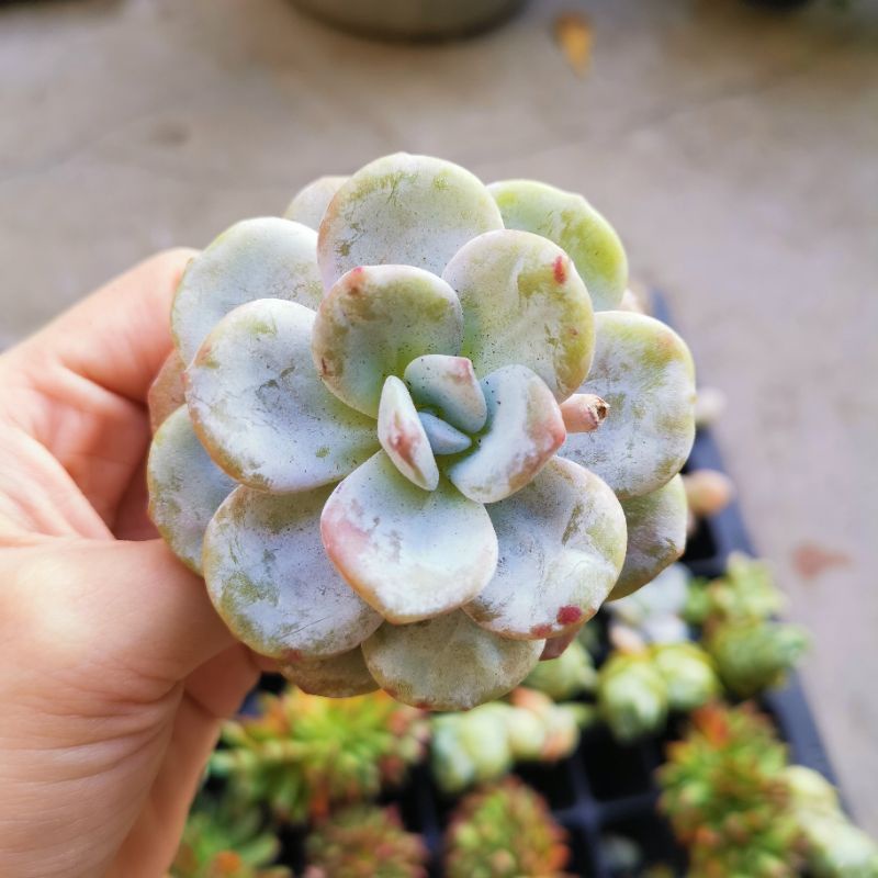 Succulents 大号雪莲 多肉 裸根脱土发 一物一拍 | Shopee Malaysia