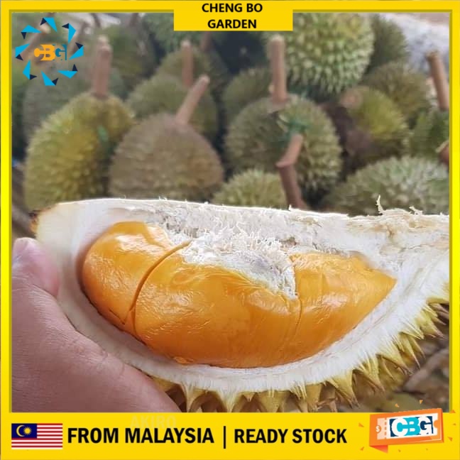 Anak Pokok Durian Bunga Merah JP Syuhada Pokok Rare Import Dari ...