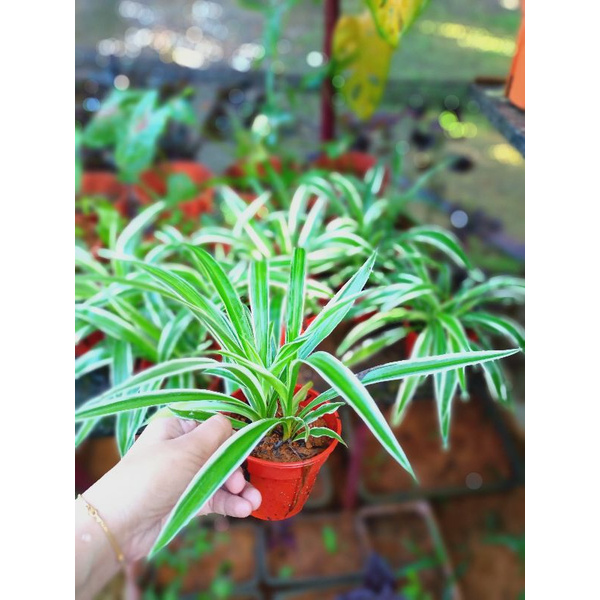 Anak spider plant dalam pasu mini pokok comel live plant | Shopee Malaysia