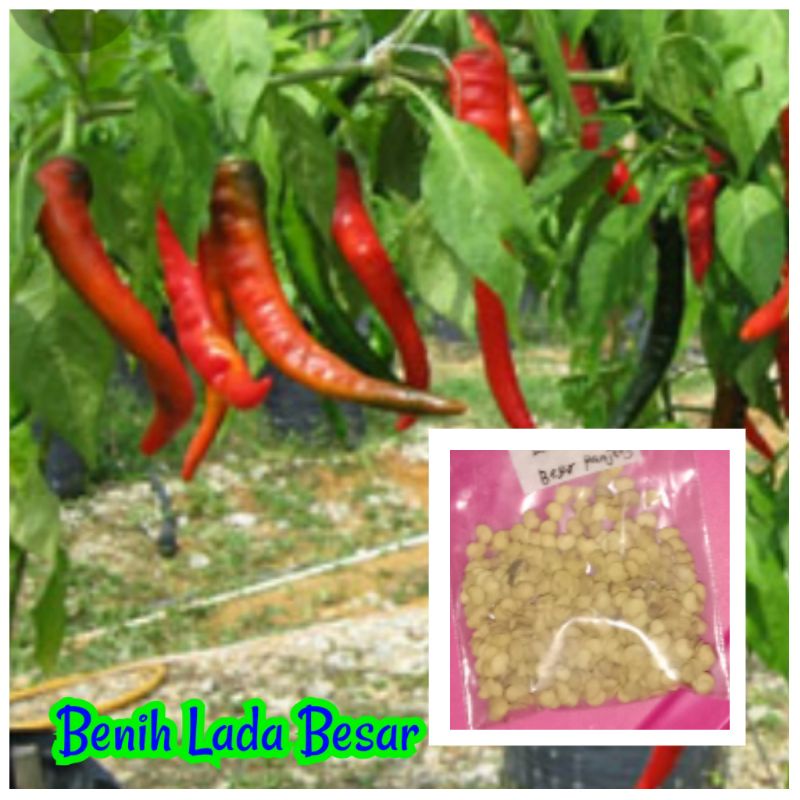 Benih Lada merah Besar(30biji) | Shopee Malaysia