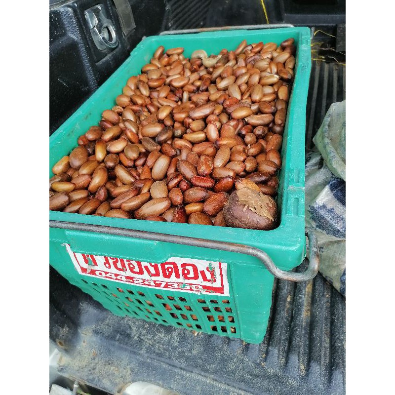 Buah Perah fresh 1kg | Shopee Malaysia