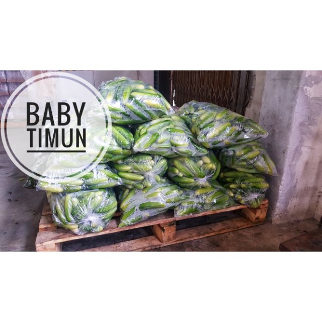 Timun Kecil (Thailan) 小黄瓜 | Shopee Malaysia