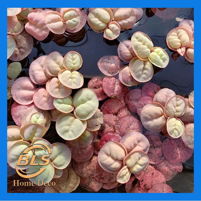 RED ROOT FLOATER POKOK AIR AKAR MERAH KIAMBANG MERAH AQUATIC PLANT ...