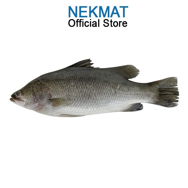 Ikan Siakap 700-800gm | (Area KL - Selangor) | Barramundi | Fresh Fish ...